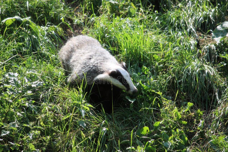 Badger stock image. Image of raccoon, jungle, mammal - 42692573