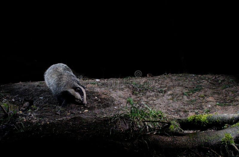 Badger beast at night stock image. Image of beast, animals - 174262873