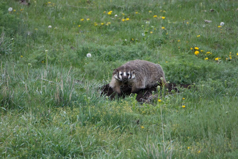 Badger Digging a Hole stock photo. Image of wild, wyoming - 94904992