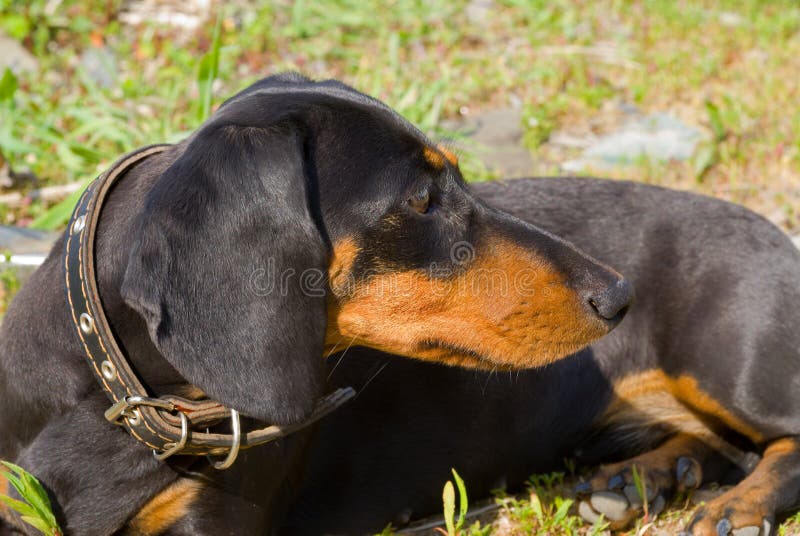 Badger-dog 1 stock image. Image of green, head, outdoor - 14934211