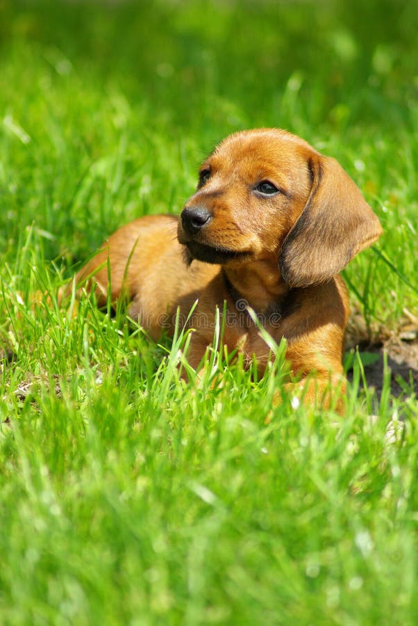 Badger-dog stock photo. Image of young, lying, sandy - 14087970