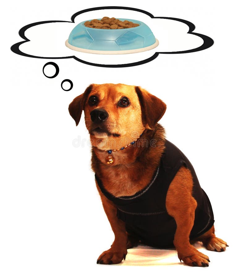 Badger dog stock photo. Image of soft, puppy, dachshund - 25489196