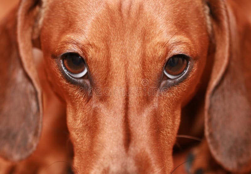 Badger-dog stock photo. Image of eyes, domestic, mammal - 6601764