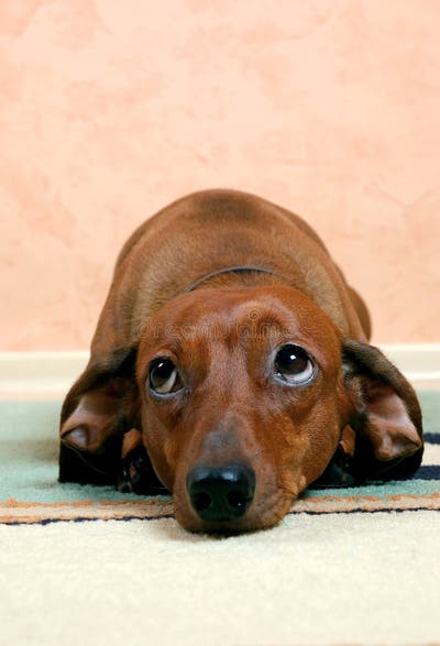 Badger-dog is sad stock photo. Image of domestic, effort - 8524710