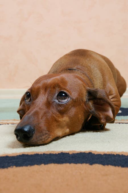 Badger dog is sad stock photo. Image of hound, close, cold - 8524716