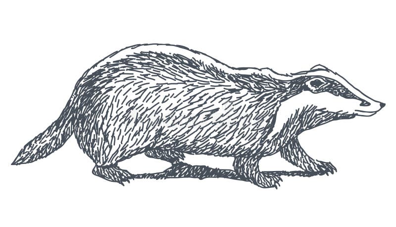 European badger stock vector. Illustration of badger - 26503080