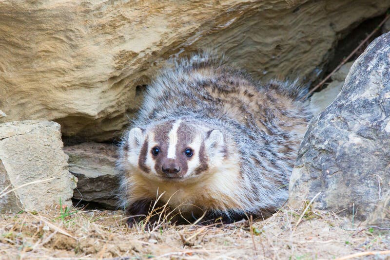 Badger exiting his den stock photo. Image of rocks, wild - 84524418