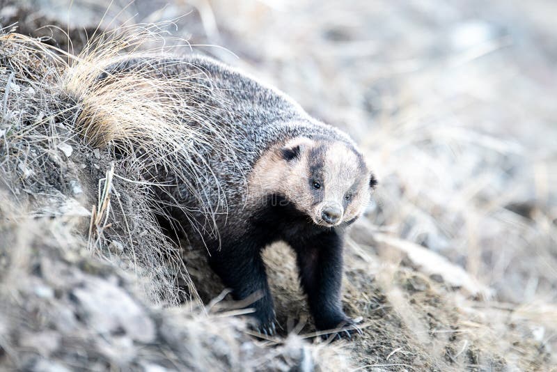 Badger in Field Sitting on Dirt at Entrance To Den Looking at Camera ...
