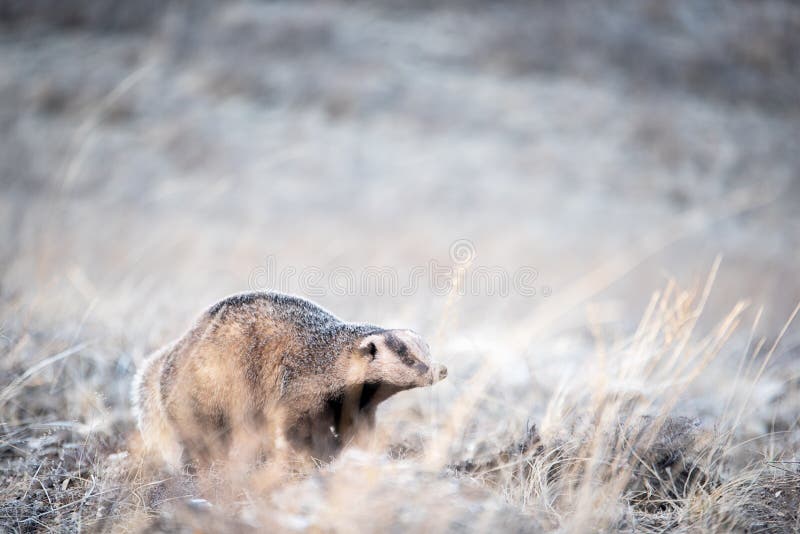 Badger in Field Sitting on Dirt at Entrance To Den Looking at Camera ...