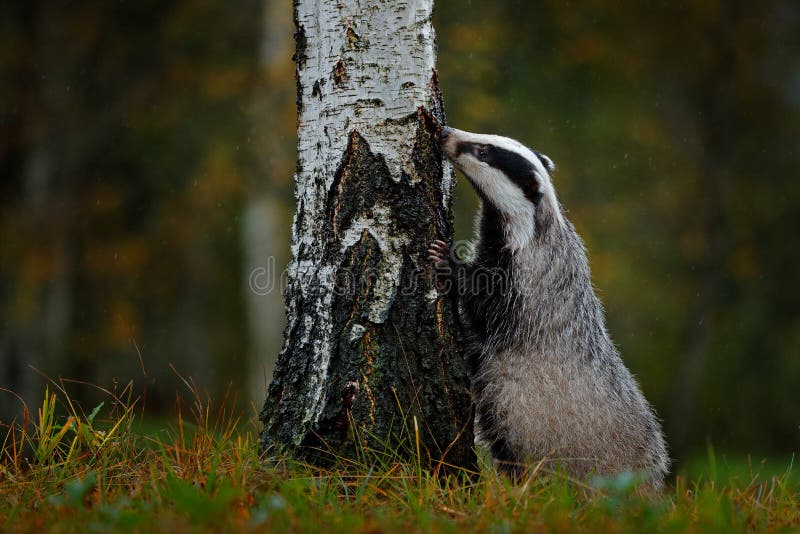 Badger in the forest stock photo. Image of black, head - 5252574