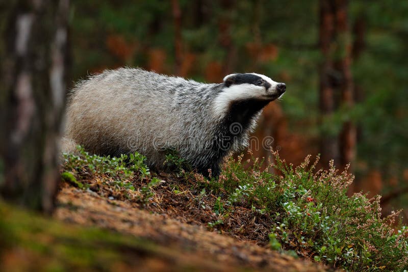 Badger in the forest stock photo. Image of black, head - 5252574