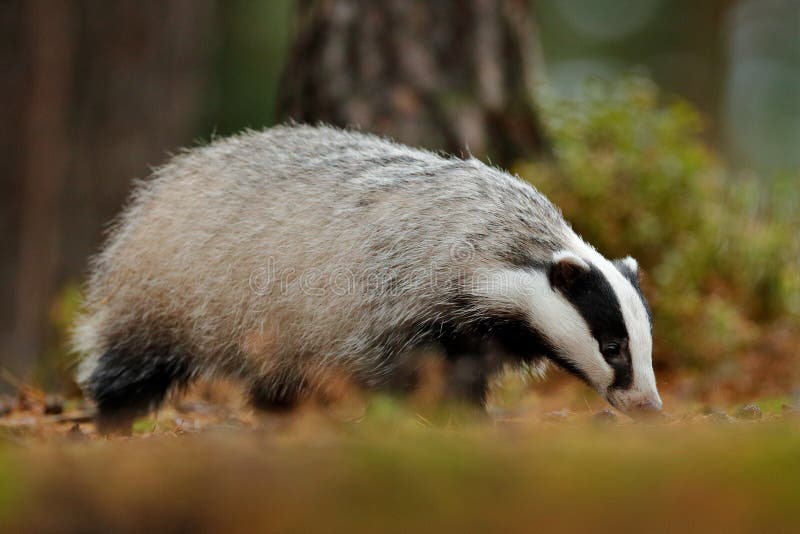 Badger in the forest stock photo. Image of black, head - 5252574
