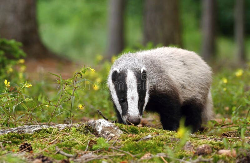 Badger in forest stock photo. Image of animal, hairy - 56734442