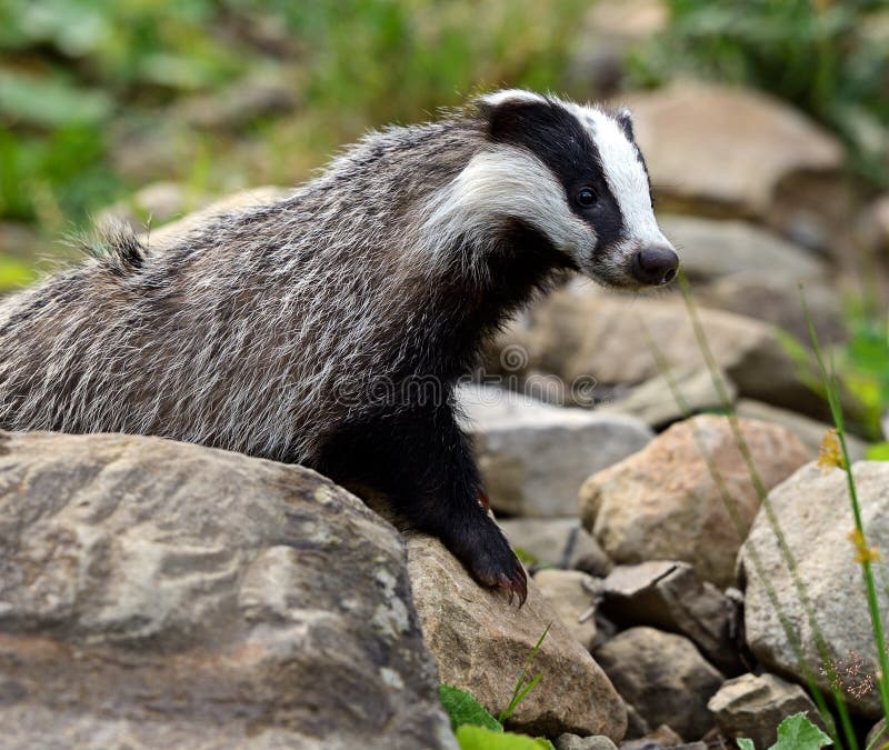 Badger Cubs playing stock image. Image of meles, mammal - 18346949