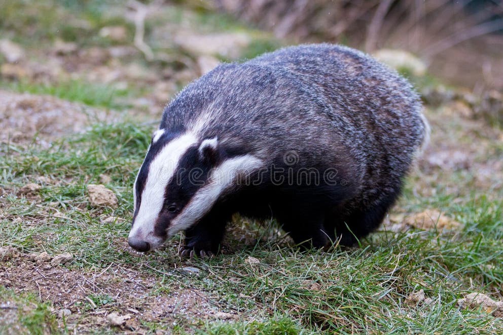 Badger going for a walk stock image. Image of white, omnivores - 29581269