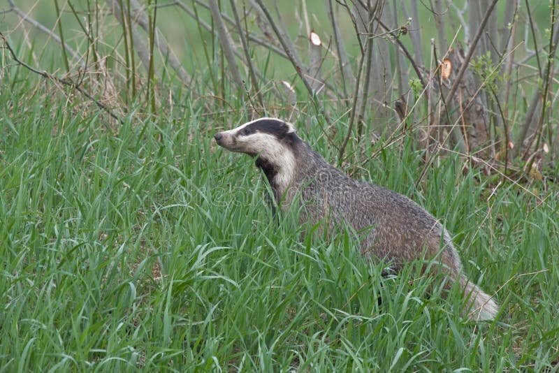 Badger on the grass stock photo. Image of meles, season - 64260444