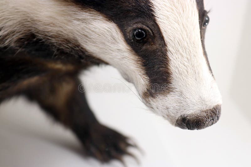 Head Detail of a Stuffed Badger Taxidermy Standing on a White Surface ...
