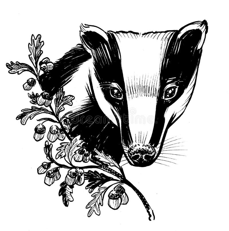 Badger head stock illustration. Illustration of head - 264443600