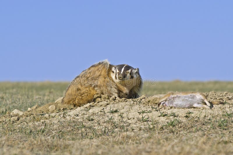 Badger with his prey stock image. Image of north, dakota - 14421147