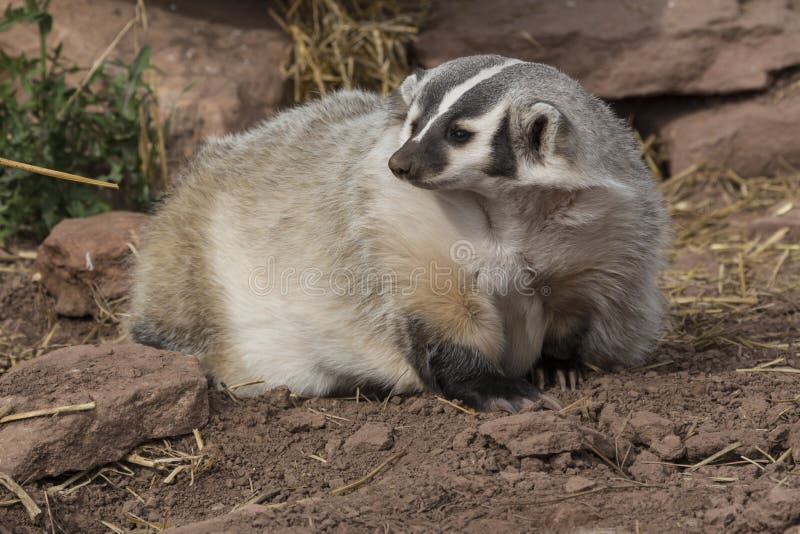 Badger stock image. Image of moving, tree, hills, rock - 62058757