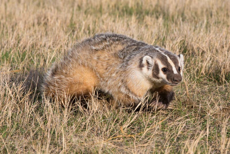 Badger with long claws stock photo. Image of carnivore - 84567466