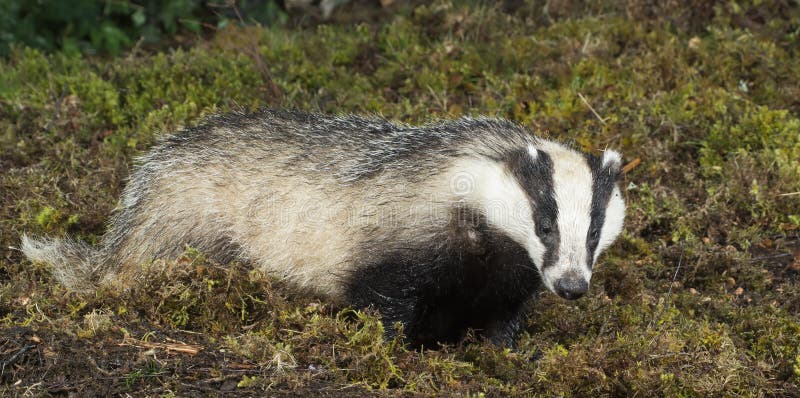 Badger stock image. Image of moss, black, looking, badgers - 76722729
