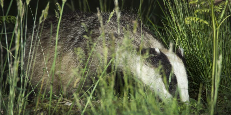 Badger stock image. Image of moss, badgers, eyes, woodland - 76722795