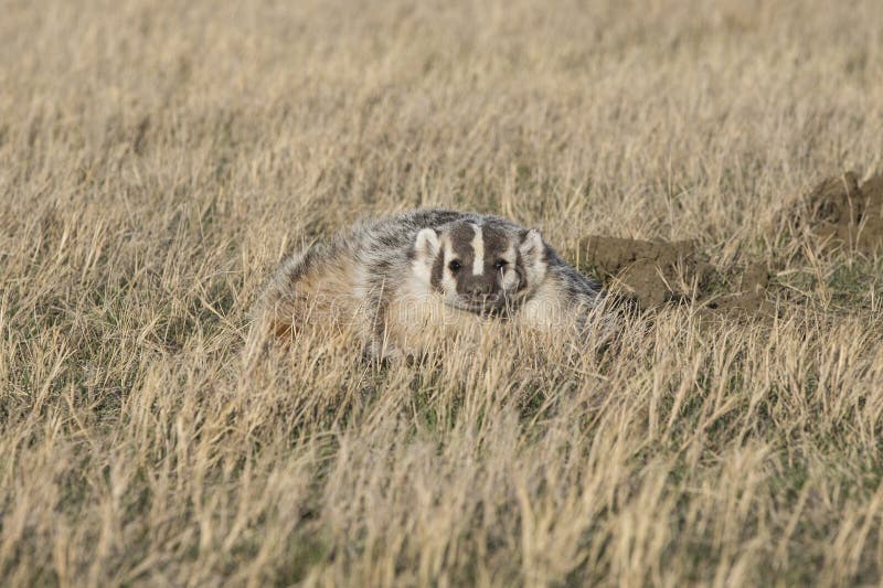 Badger Looking Forward on Alert Stock Image - Image of animal, animals ...