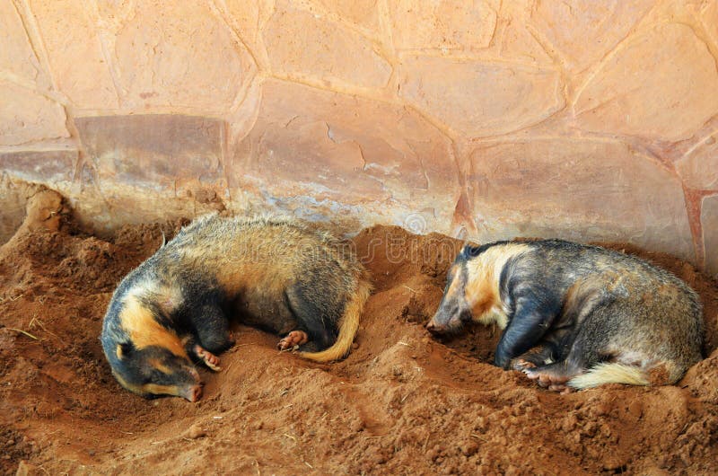 Badger protecting his prey stock image. Image of north - 18239107