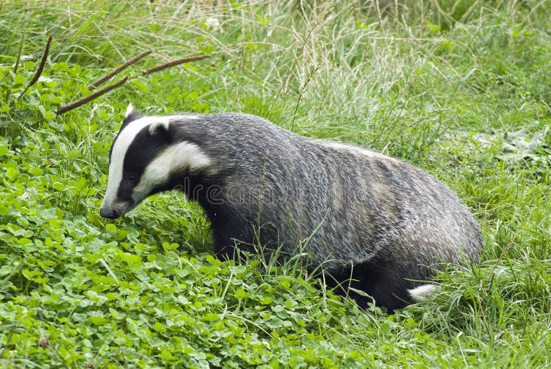 Badger - Meles meles stock image. Image of forage, walking - 10157847