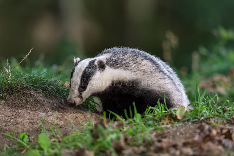 Badger (Meles Meles) stock photo. Image of wildlife, mustelidae - 67230736