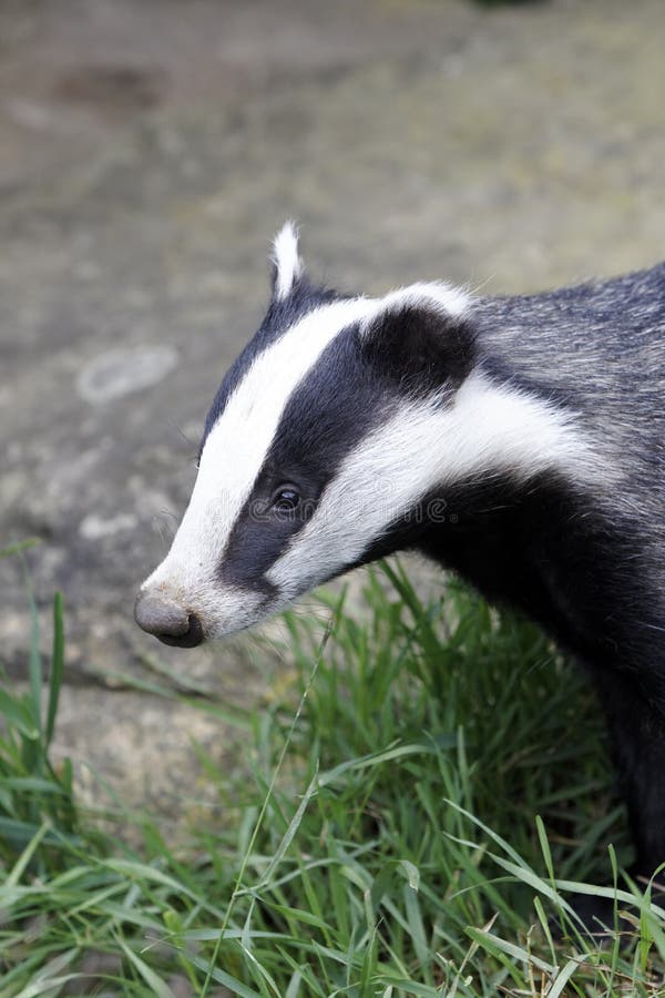 Badger, Meles meles stock photo. Image of british, face - 32098806