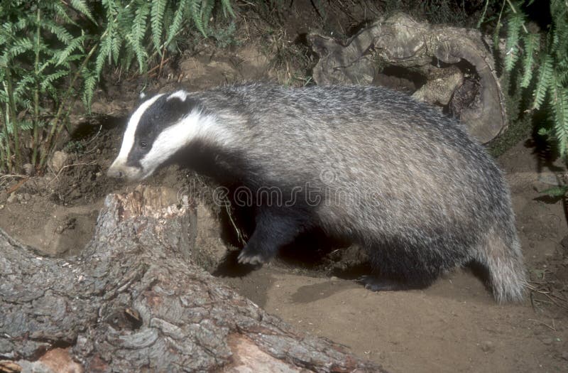 Badger, Meles meles stock image. Image of sett, animal - 35997103