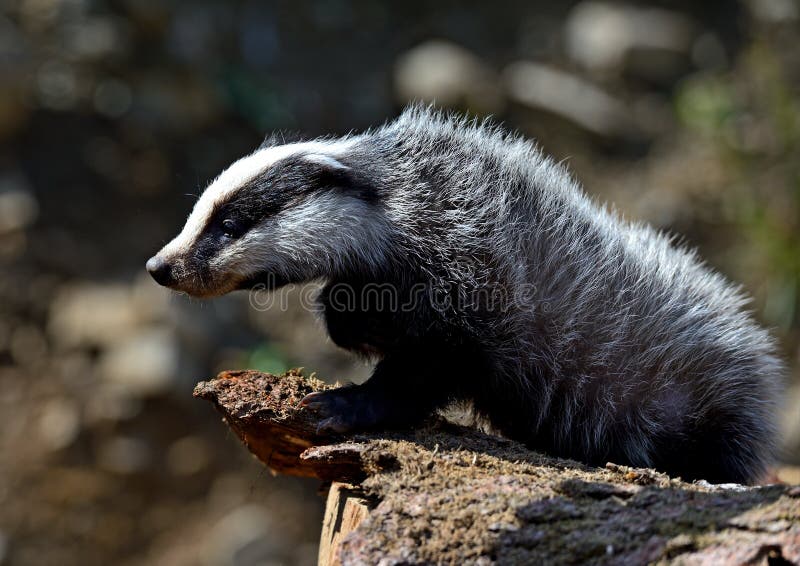 European Badger stock image. Image of white, european - 33300853