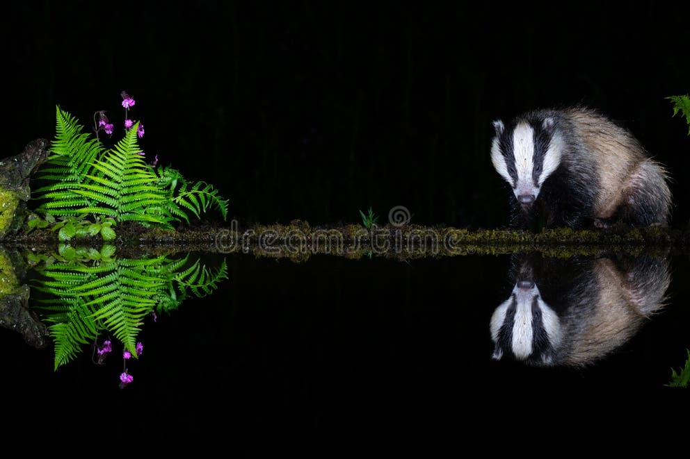Badger at night stock image. Image of badger, nightlife - 324587439