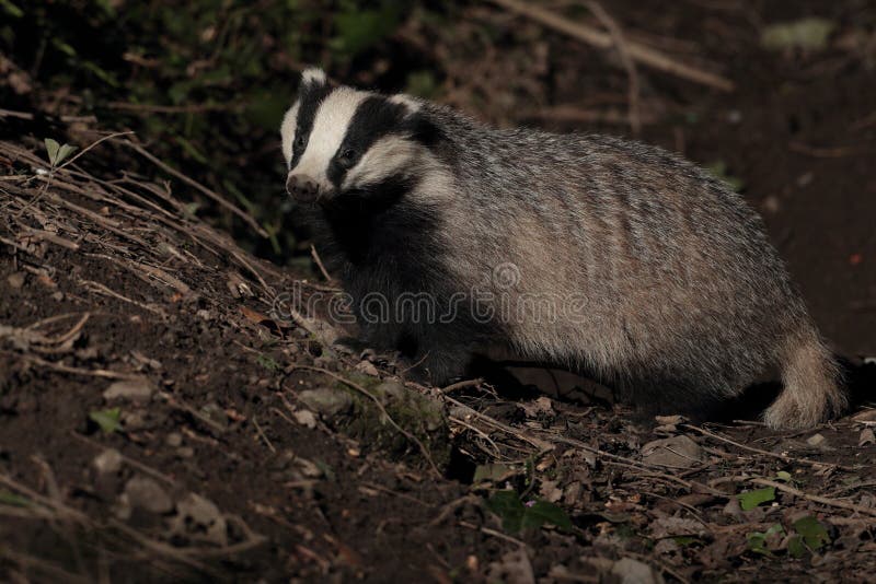 Badger at night. stock photo. Image of nature, animal - 237319588