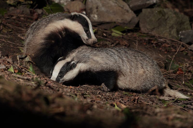 Badger at night. stock photo. Image of wild, background - 244196140