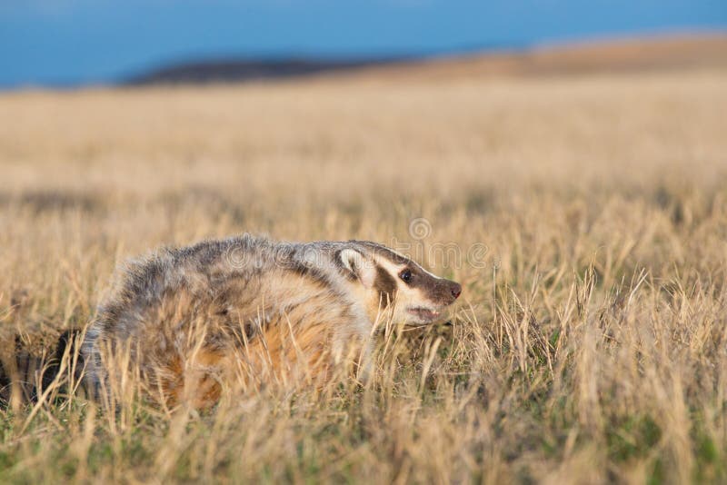 Badger on Prairie with Blue Sky in Background Stock Image - Image of ...