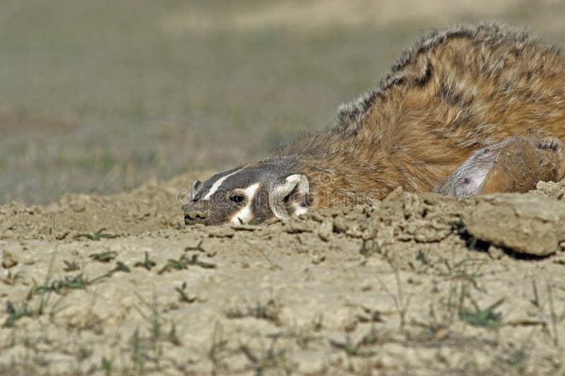 Badger protecting his prey stock image. Image of north - 18239107