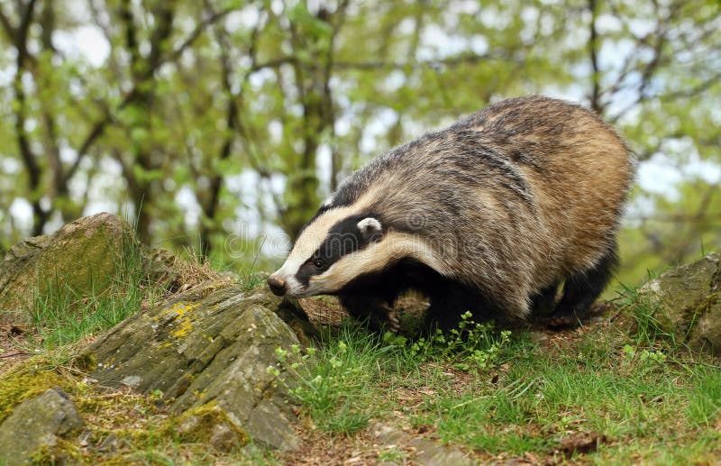 Fat badger in spring stock photo. Image of animal, tree - 70725748