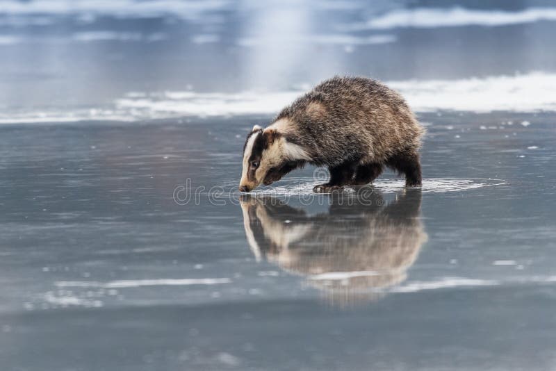 Badger Running in Snow, Winter Scene with Badger Stock Photo - Image of ...