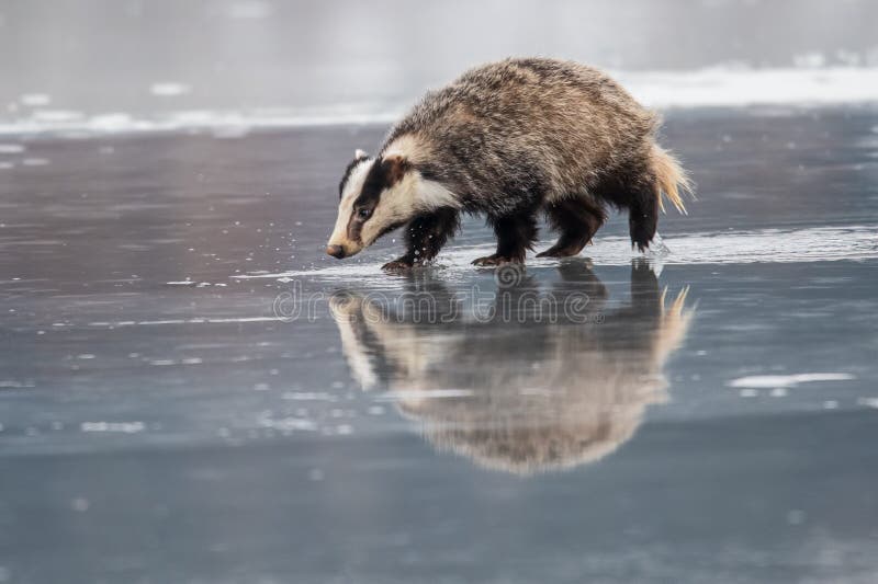 Running Badger on Green Grass from the Front View. Closeup Detail To ...