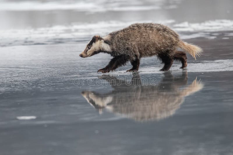 Badger Running in Snow, Winter Scene with Badger Stock Image - Image of ...