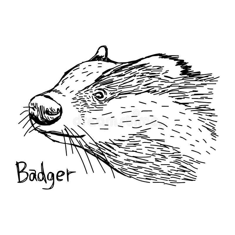 Badger Head Black And White Stock Vector - Illustration of badger ...