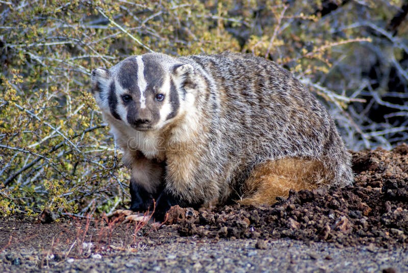 Badger Sits in the Morning Sun Stock Image - Image of animal, badger ...