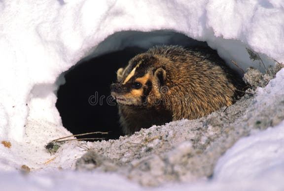 Badger Snarling in Snow stock photo. Image of danger - 10196062