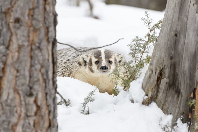 Badger in the Snow stock photo. Image of hunter, mammal - 89488716