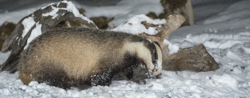 Badger in the Snow stock photo. Image of hunter, mammal - 89488716