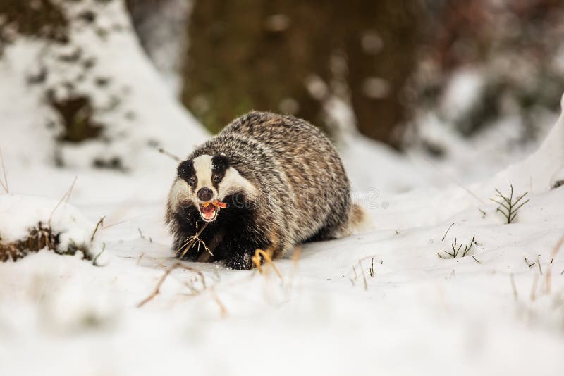 European Badger Meles Meles Stock Image - Image of cute, eurasian ...