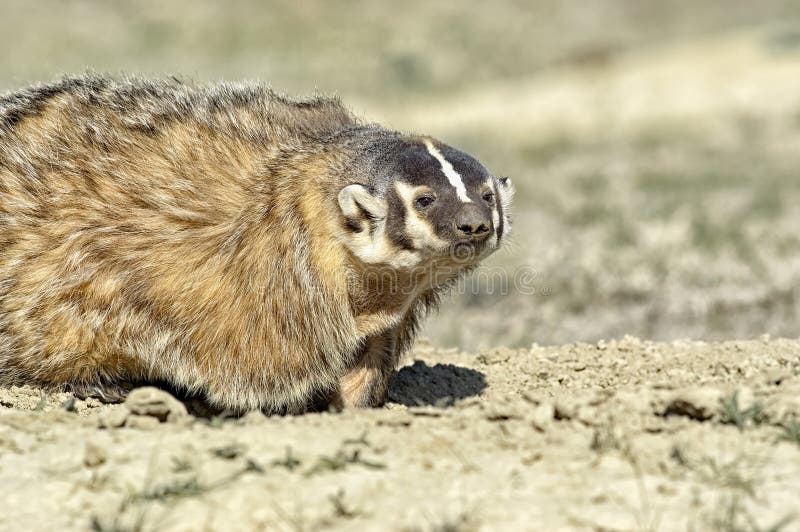 Badger standing on den stock photo. Image of taxidea - 236458346